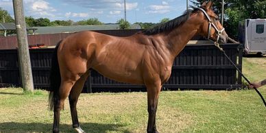 HORSES FOR SALE | Let's Be Lucky Racing