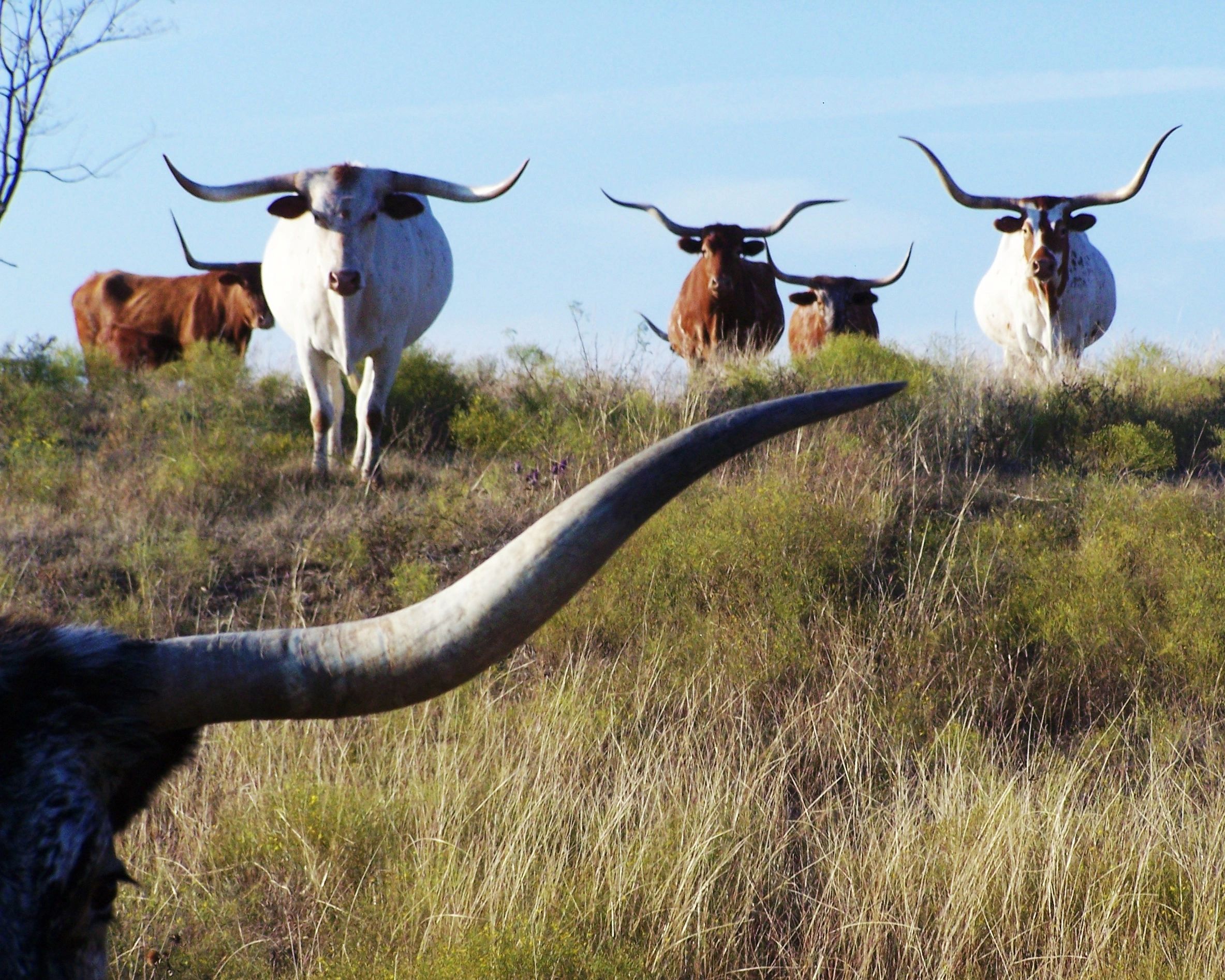 Why Raise Texas Longhorn Cattle