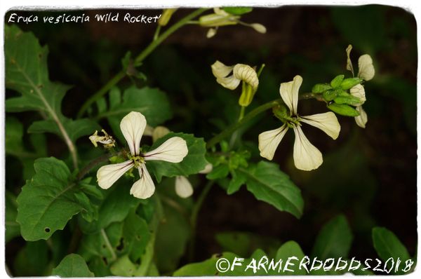 Eruca vesicaria ssp. sativa 'Wild Rocket' SEEDS | Papaver Somniferum ... Eruca vesicaria ssp. sativa 'Wild Rocket' SEEDS | Papaver Somniferum ...