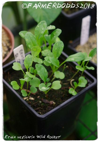 Eruca vesicaria ssp. sativa 'Wild Rocket' SEEDS | Papaver Somniferum ... Eruca vesicaria ssp. sativa 'Wild Rocket' SEEDS | Papaver Somniferum ...