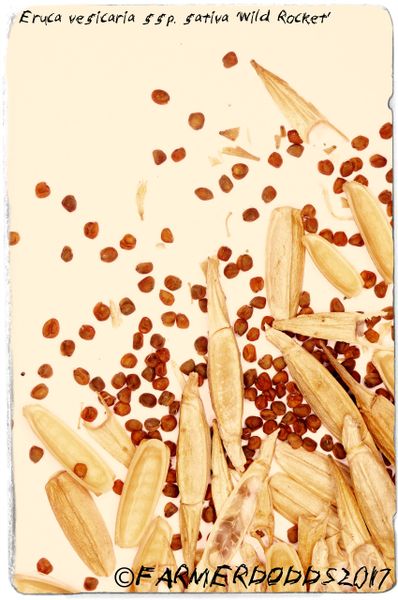 Eruca vesicaria ssp. sativa 'Wild Rocket' SEEDS | Papaver Somniferum ... Eruca vesicaria ssp. sativa 'Wild Rocket' SEEDS | Papaver Somniferum ...