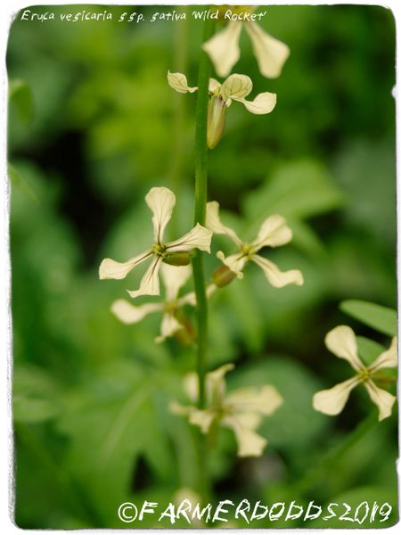 Eruca vesicaria ssp. sativa 'Wild Rocket' SEEDS | Papaver Somniferum ... Eruca vesicaria ssp. sativa 'Wild Rocket' SEEDS | Papaver Somniferum ...