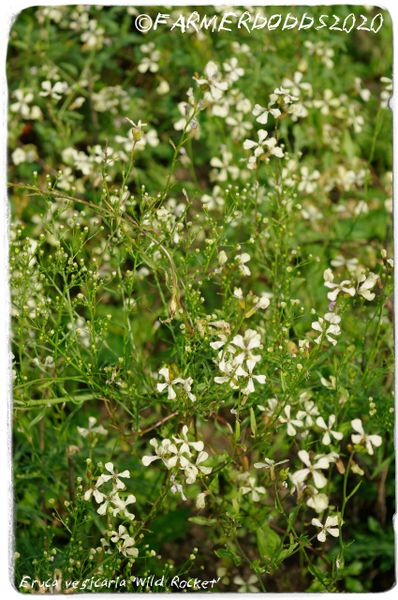 Eruca vesicaria ssp. sativa 'Wild Rocket' SEEDS | Papaver Somniferum ... Eruca vesicaria ssp. sativa 'Wild Rocket' SEEDS | Papaver Somniferum ...