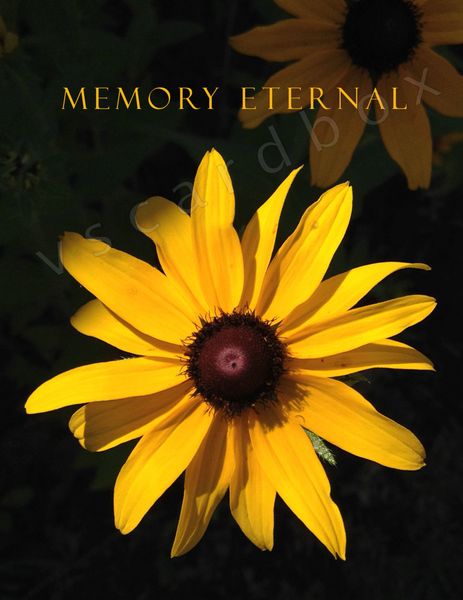 memory eternal sympathy card with daisy (box of 8)