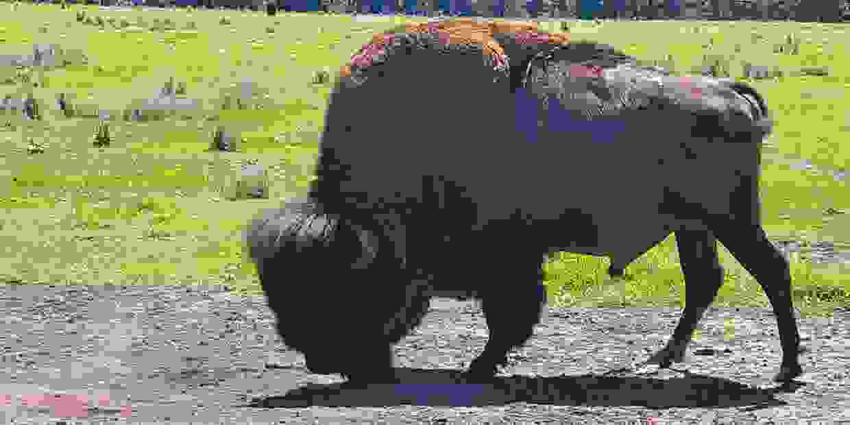 HEART BAR HEART RANCH - Buffalo, Meat, Food