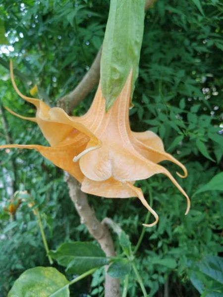 Angels Orange Drop