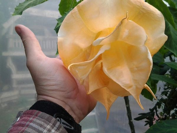 Native Habitat Double Peach