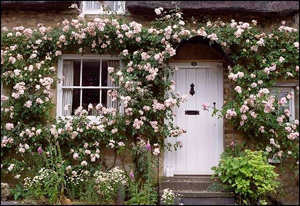 EN-33 "Blanket of Roses" England - Prices Starting At