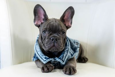 French Bulldog | French Bulldog