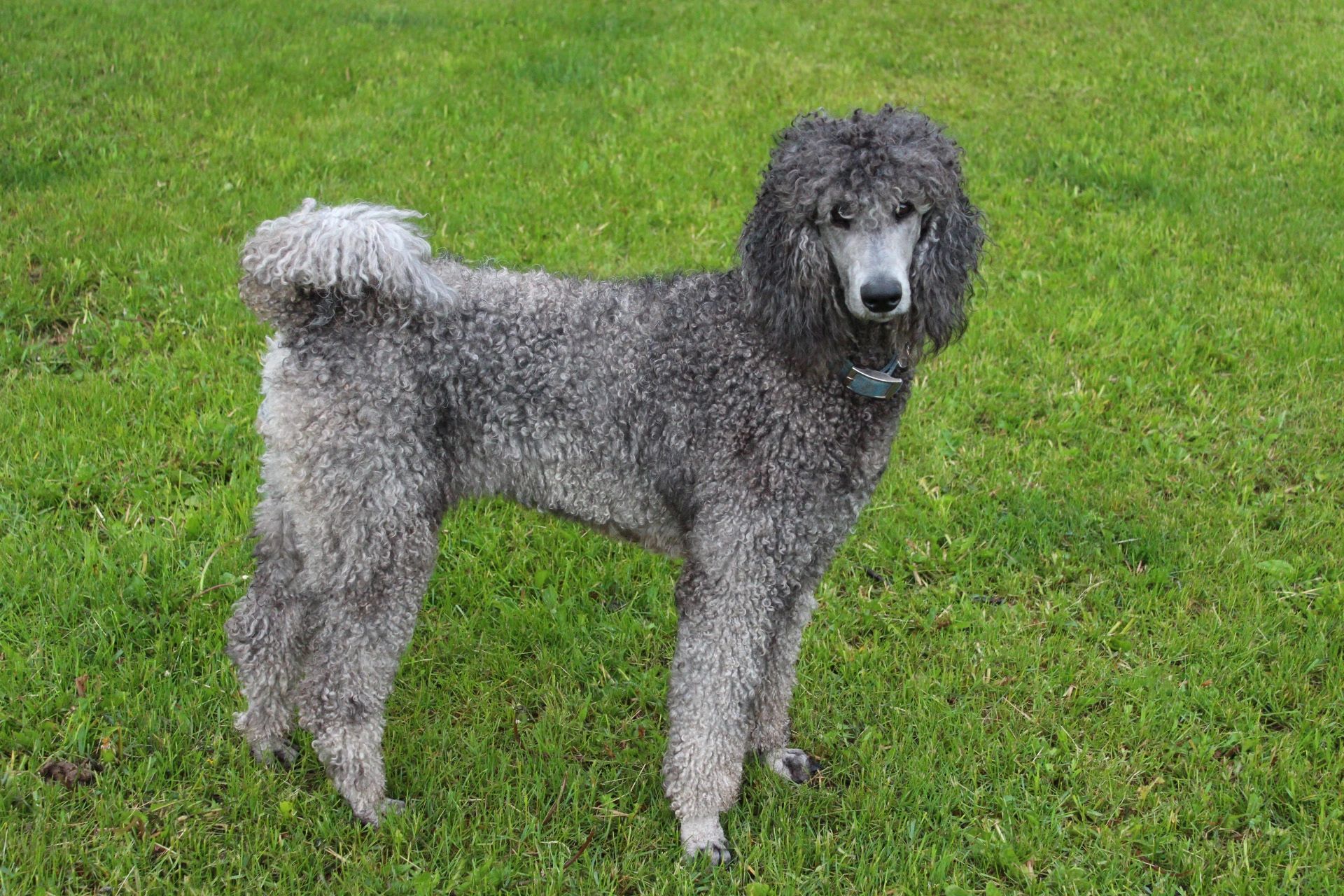 Standard Poodles in Minnesota | Poodles Around