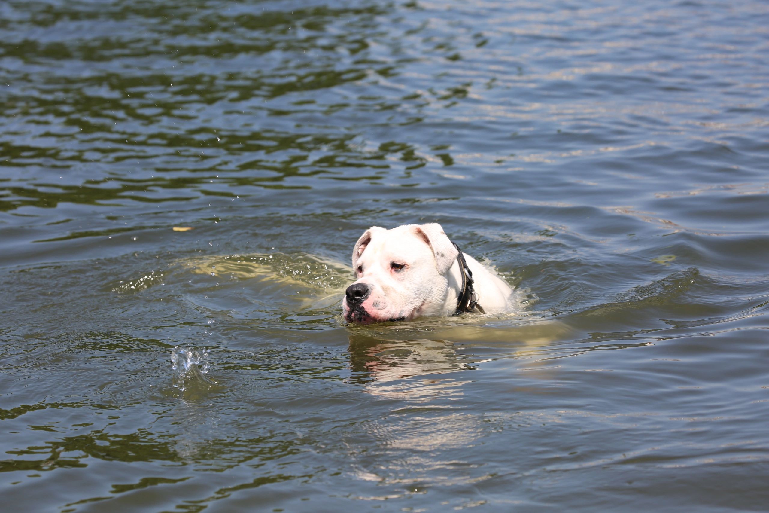 Dog Walking, Doggie Daycare, Cheap - Very Important Pooches