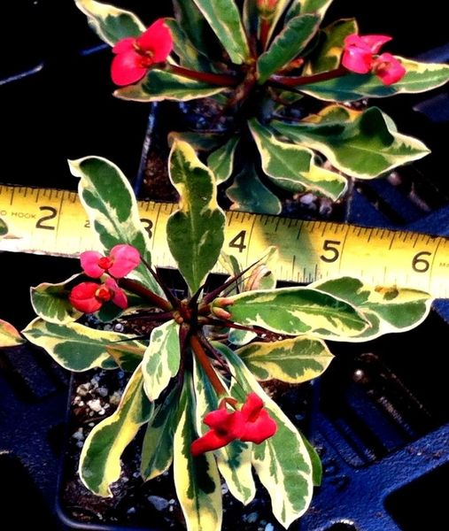 EUPHORBIA MILII SPLENDENS - CROWN OF THORNS 'GOLDEN GEM' - 2 1/4 EUPHORBIA MILII SPLENDENS - CROWN OF THORNS 'GOLDEN GEM' - 2 1/4