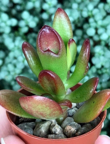 TRUMPET JADE "HOBBIT" CRASSULA OVATA 'HOBBIT JADE' 2" POT