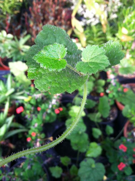 'PIGGY BACK PLANT' TOLMIEA MENZIESII - 2 1/4" POT