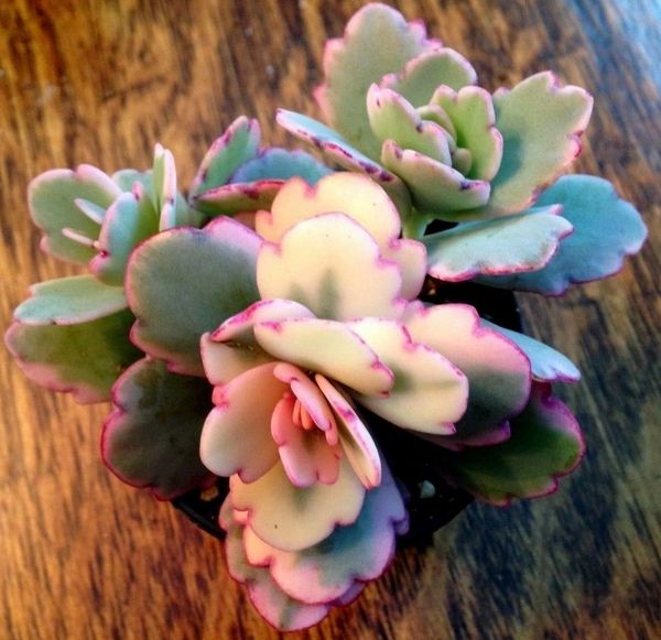 KALANCHOE FEDTSCHENKOI 'AURORA BOREALIS','NORTHERN LIGHTS' 2" POT