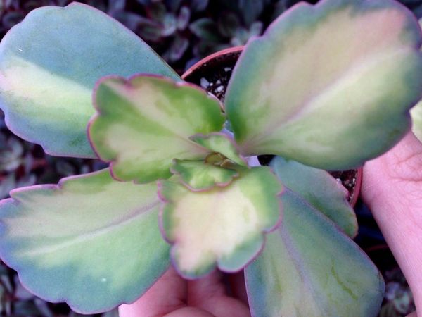 KALANCHOE FEDTSCHENKOI 'AURORA BOREALIS GOLDEN SUNSET' 2 1/4" POT