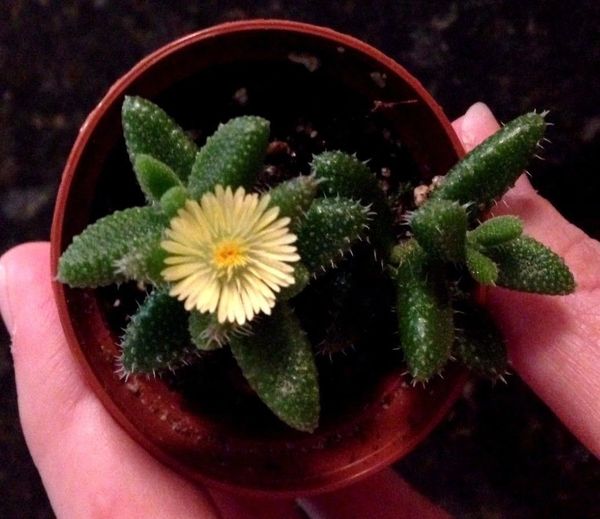 DELOSPERMA ECHINATUM 'PICKLE PLANT', PICKLE CACTUS' - 2" POT