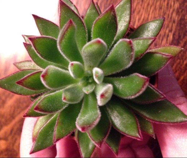 ECHEVERIA SETOSA ARROW - 2 1/4" POT