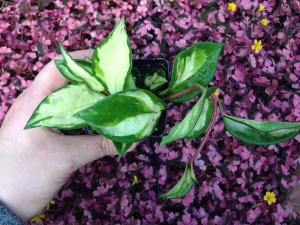 GOLDEN VARIEGATED HOYA CARNOSA (HOYA CARNOSA) 'WAX PLANT' 2 1/4" POT
