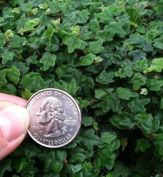 FICUS PUMILA 'QUERCIFOLIA' MINIATURE OAK LEAF CREEPING FIG *THINK FAIRY ...