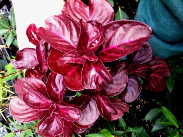 IRESINE COMBO (HERBSTII AND LINDENII FORMOSA) 'BLOOD LEAF' 2 POT COMBO