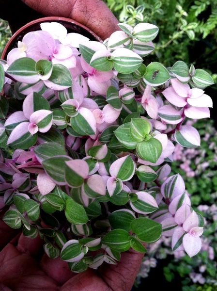 TRI COLOR BOLIVIAN JEW OR TURTLE VINE (CALLISIA REPENS 'VARIEGATA') 3 ...
