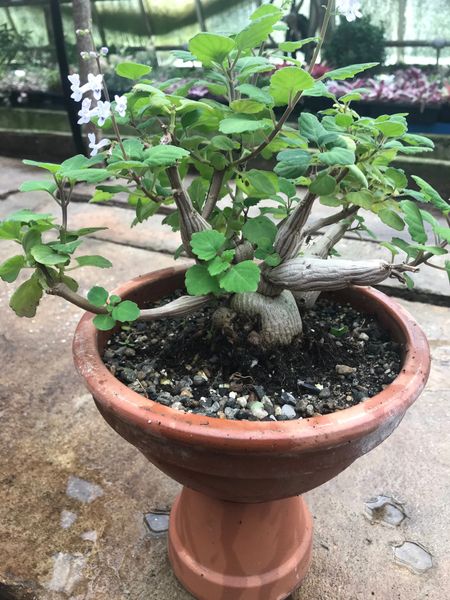 PLECTRANTHUS ERNSTII - 2 1/4" POT 'BONSAI MINT', 'BONSAI SPURFLOWER'
