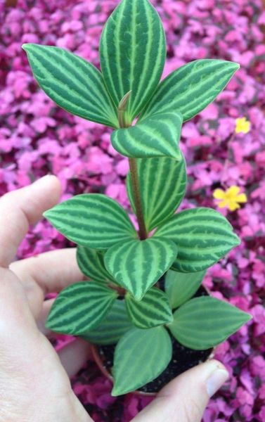 PARALLEL PEPEROMIA (PEPEROMIA PUTEOLATA) 3 POT COMBO