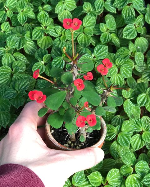 EUPHORBIA MILII IMPERATAE (DWARF CROWN OF THORNS) RED FORM- 2 1/4" POT