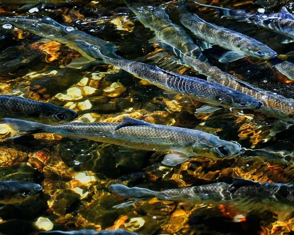 Top 10 Reasons Why No Bridge Over The Herring Run