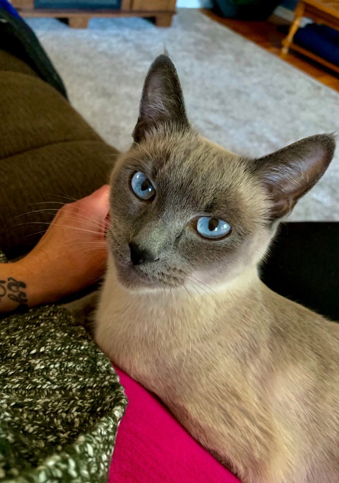 Bella & Blue Siamese’s Kittens