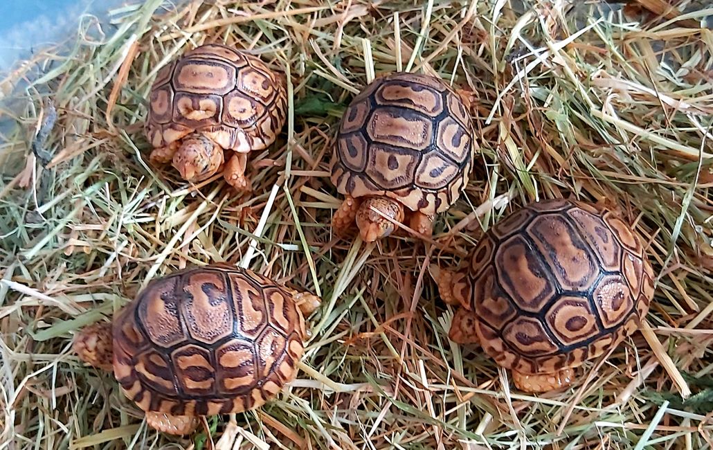 Tortoise Care Information | The Turtle Emporium