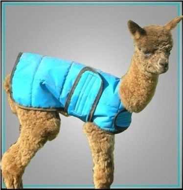 Cria Coat