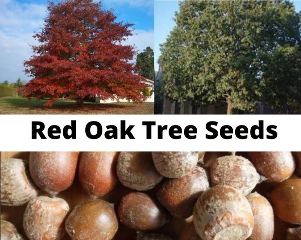 Northern Red Oak Tree Seeds