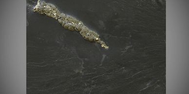 Coprolites - Information and Photos | Poozeum - Coprolites & Dinosaur Poop