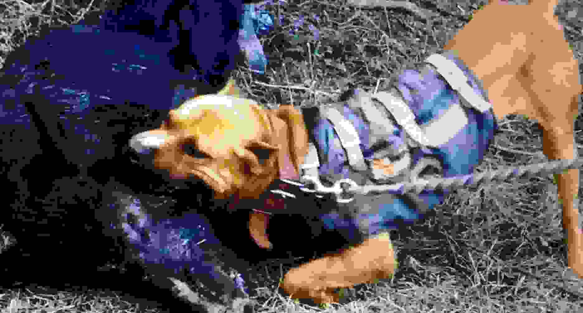 Catch Bandogs by ASC | American Sentinel K9, LLC