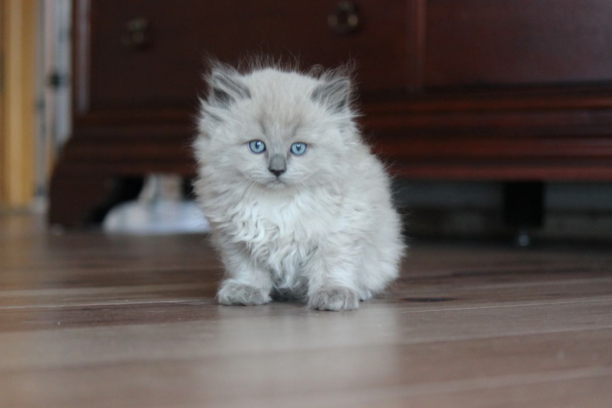 SOLD-----GREYSON (MALE) - BLUE COLORPOINT MINK RAGDOLL-----SOLD