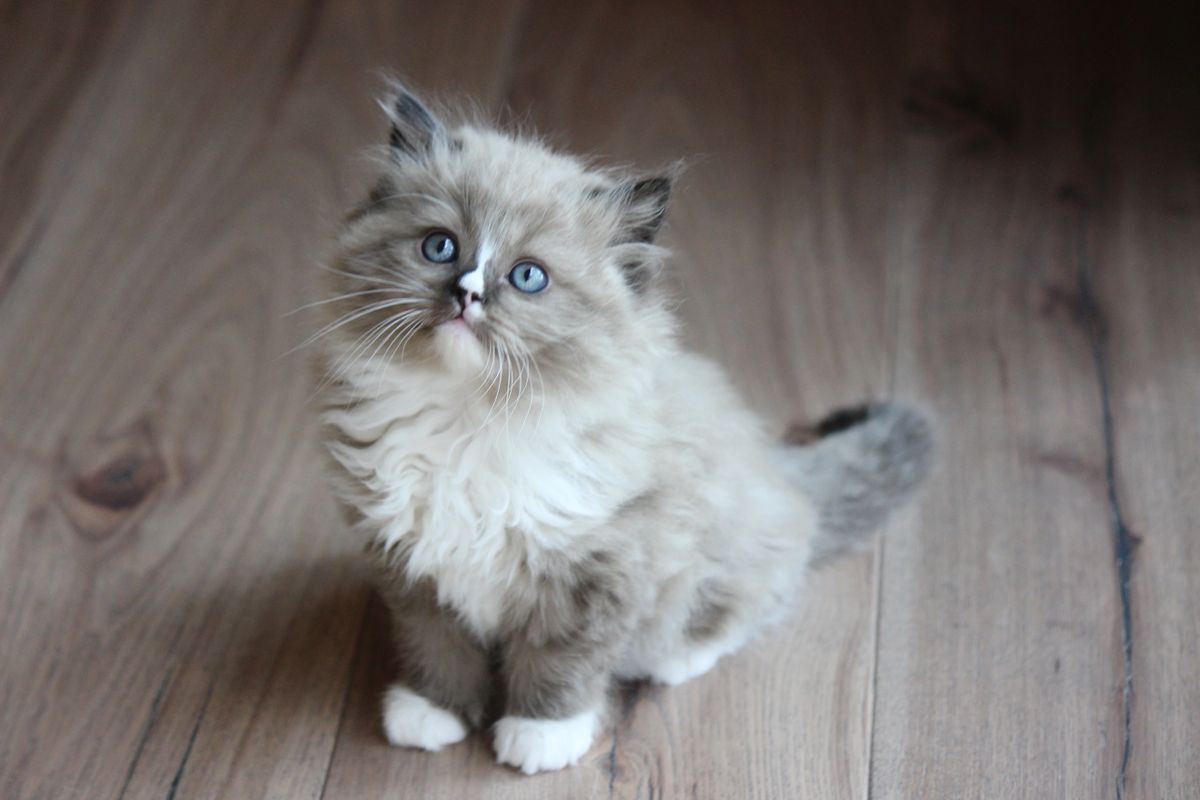 SOLD-----GIZMO (MALE)- SEAL MITTED MINK WITH BLAZE RAGDOLL-----SOLD