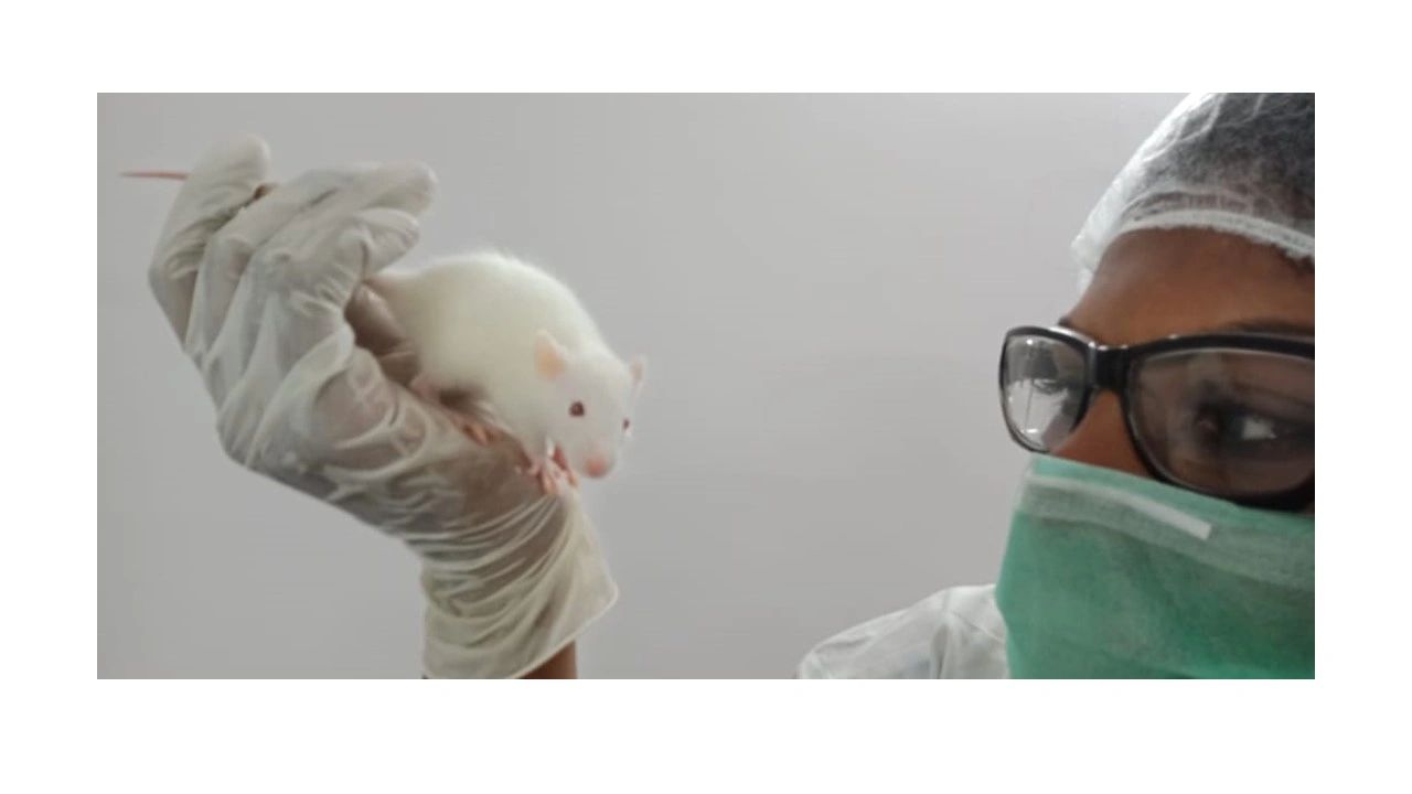 lab animals research rat mice rabbit hamster student project work