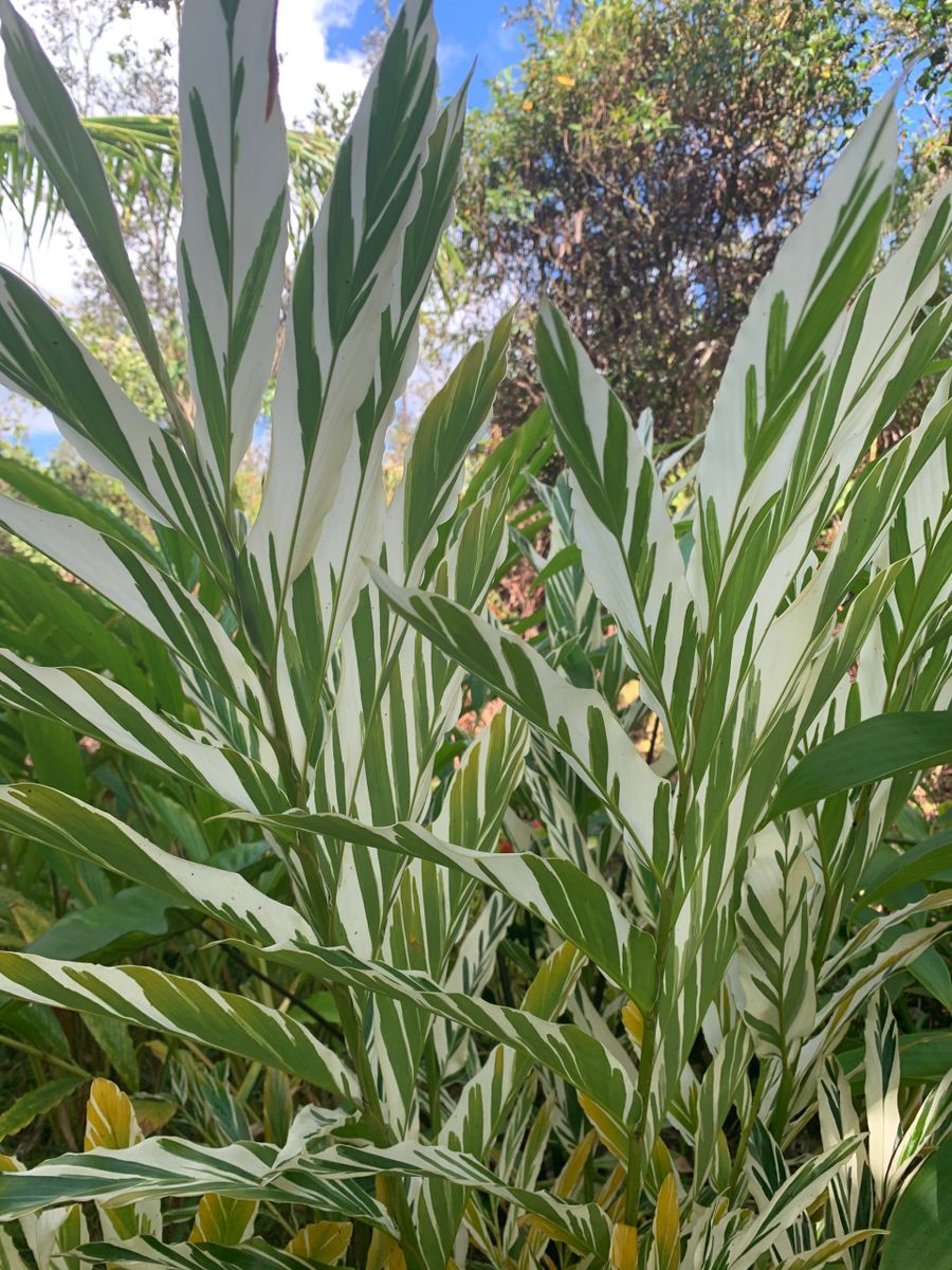 Variegated Alpinia Ginger