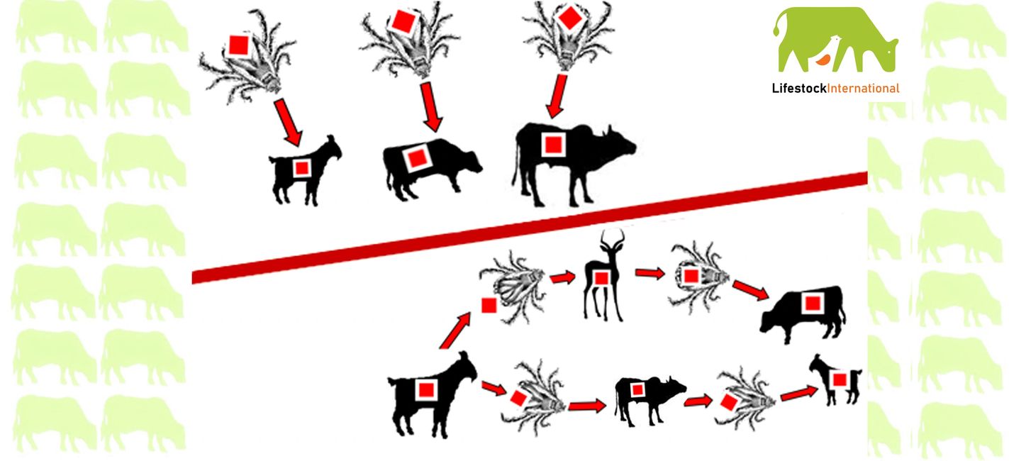 TRANSBOUNDARY-Part 1 | Lifestock Learning
