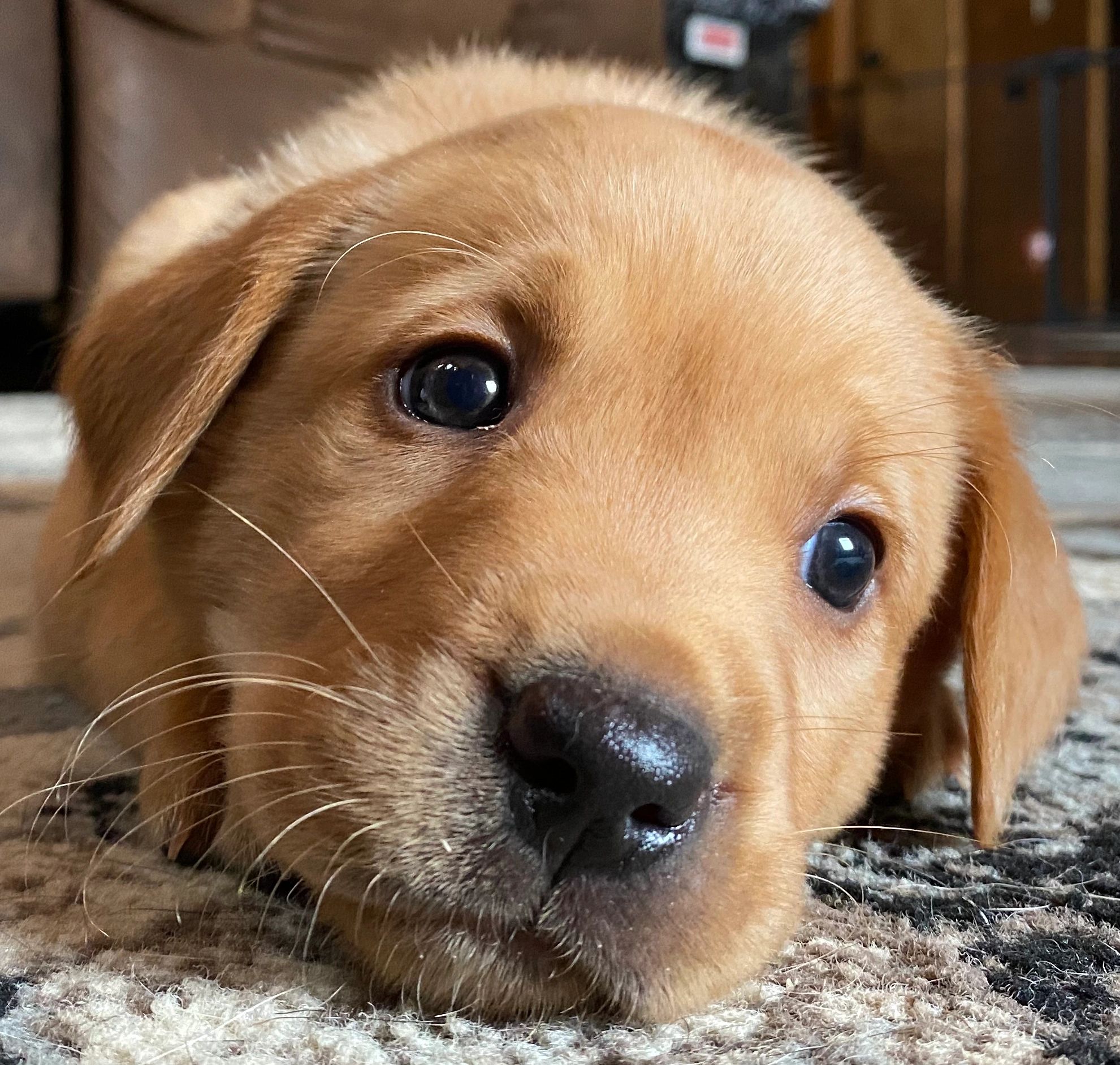 Wee Paws Place - Dog Boarding, Kennel, Dog Obedience Training