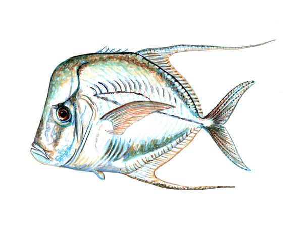 Lookdown Fish Watercolor Artwork Archival Print