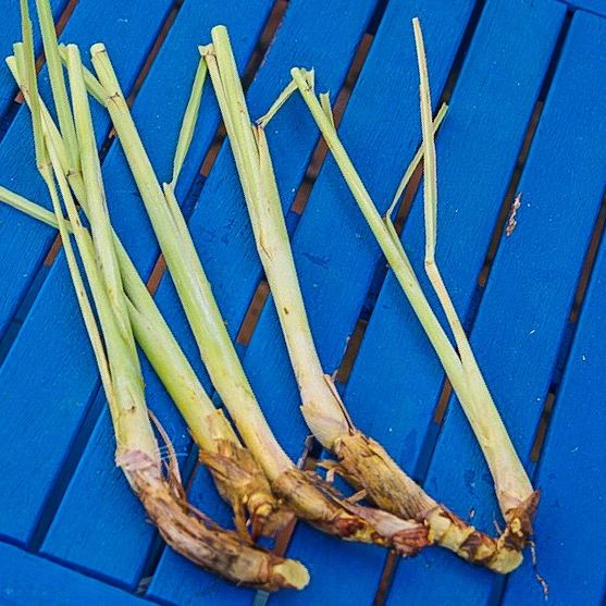 Lemon Grass Bare Root