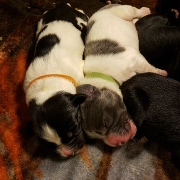 Newfoundland Puppies for Sale - kmw Newfoundlands