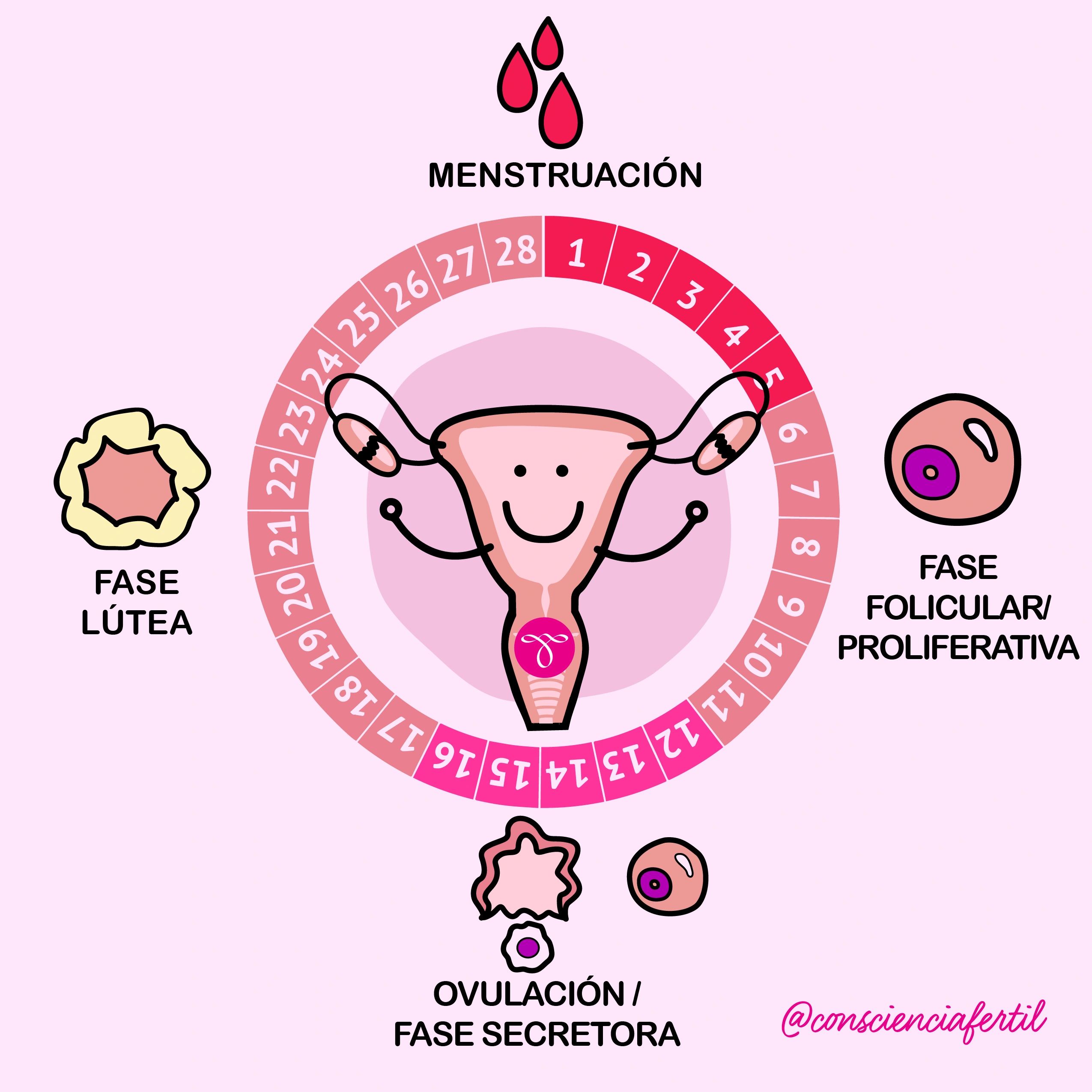 ¿Que es la Menstruación Consciente?