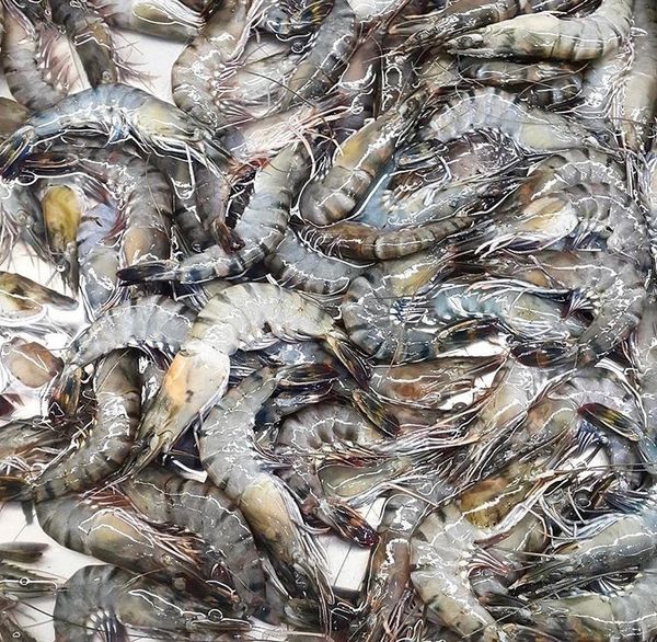 Shell On Tiger Prawns- 1kg