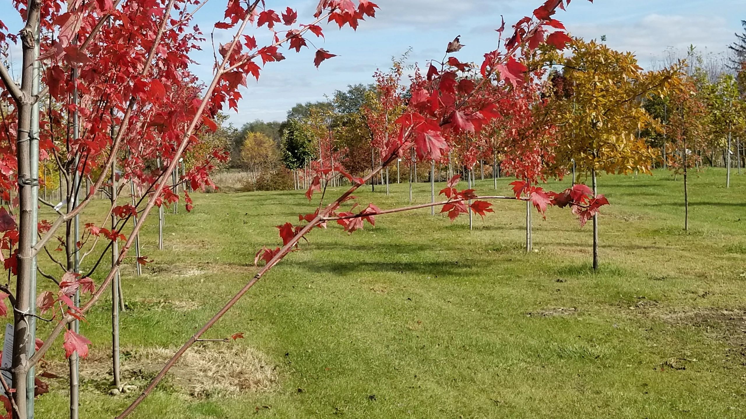 Quality Trees - Dolmage Tree Farm