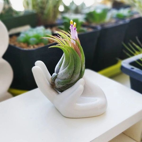"Handle With Care" - Ceramic Hand-shaped Air Plant Holder