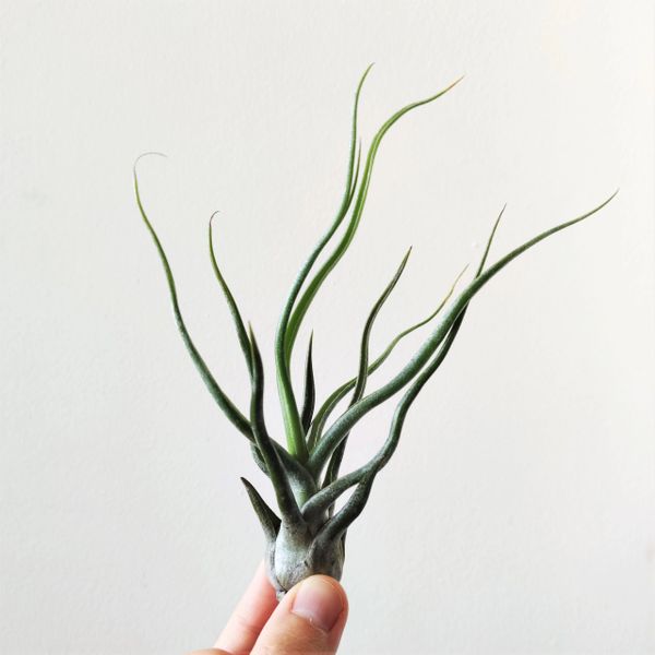 Tillandsia 'Showtime' (T. bulbosa X streptophylla)